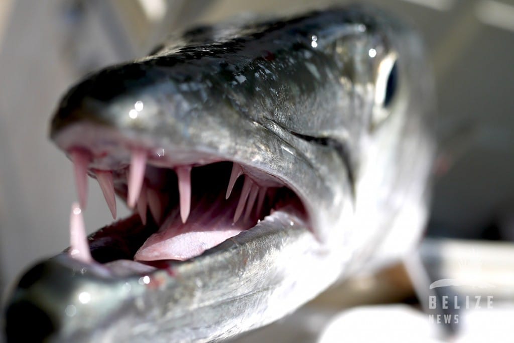 How to Cook Barracuda — Fried Barracuda Steaks Recipe