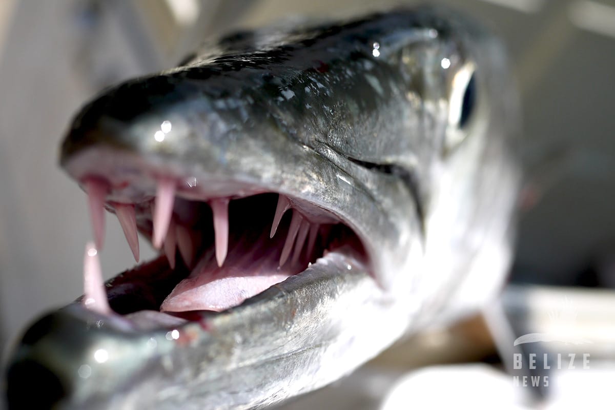 How to Cook Barracuda — Fried Barracuda Steaks Recipe