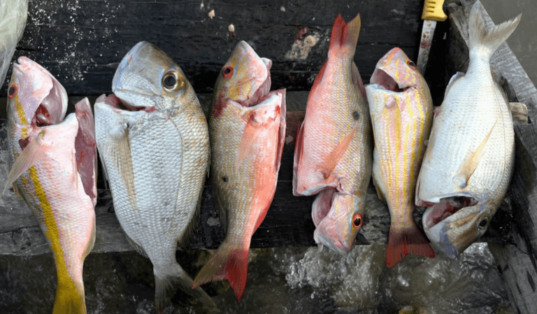 Fish & Seafood in Belize - Belize News Post