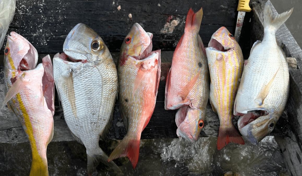 Fish & Seafood in Belize - Belize News Post