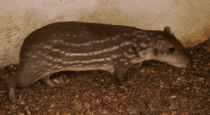 Gibnut: Belize's "Royal Rat" — Roast Leg Recipe - Belize News Post