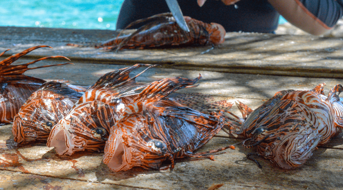 Fish & Seafood in Belize - Belize News Post