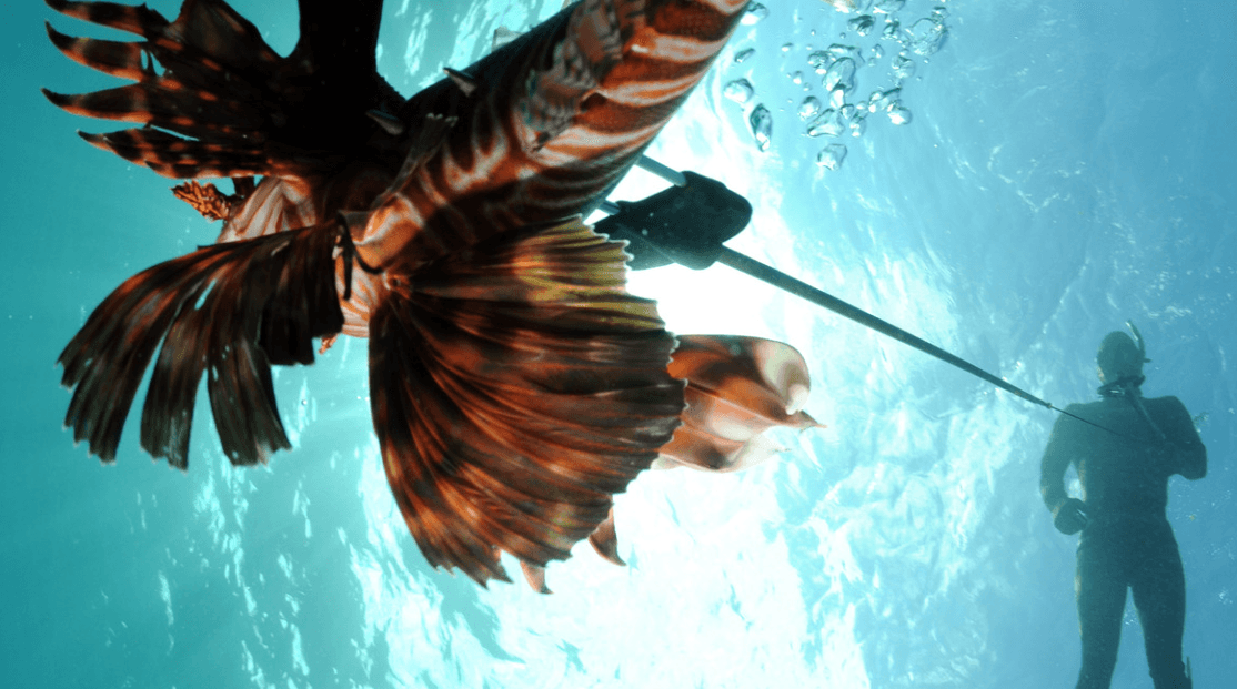Fish & Seafood in Belize - Belize News Post