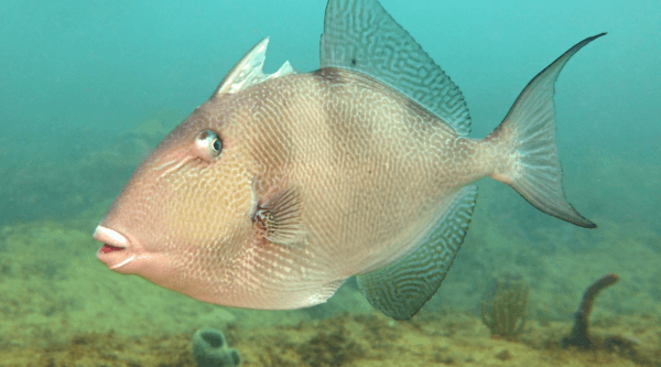 Fish & Seafood in Belize - Belize News Post