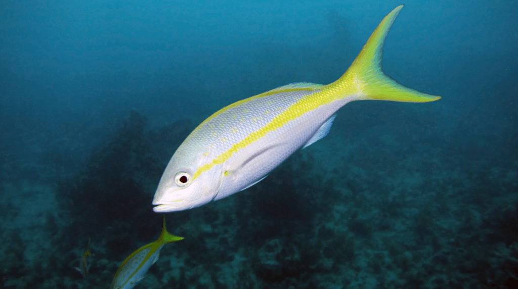 Fish & Seafood in Belize - Belize News Post