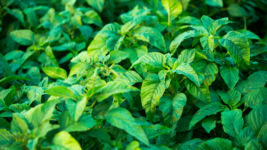 Callaloo in Belize: What It Is, How It Is Cooked - Belize News Post