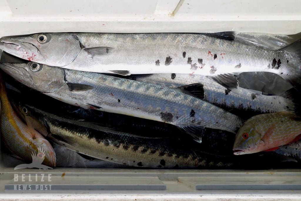 How to Cook Barracuda — Fried Barracuda Steaks Recipe