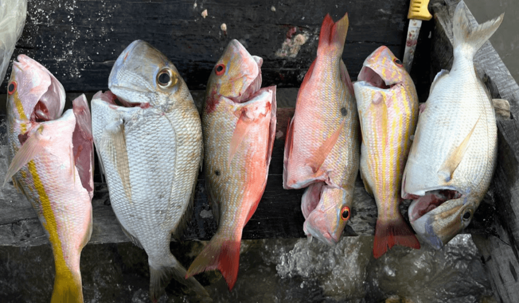Fish & Seafood in Belize - Belize News Post